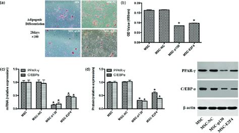 The Effects Of Overexpressing P130 Or E2f4 On The Adipogenic