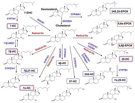 The Impacts Of Cholesterol Oxysterols And Cholesterol Lowering