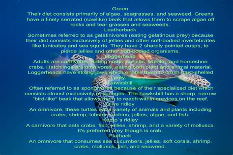 Food Chain Of Hawksbill Sea Turtle At Winston Blanton Blog
