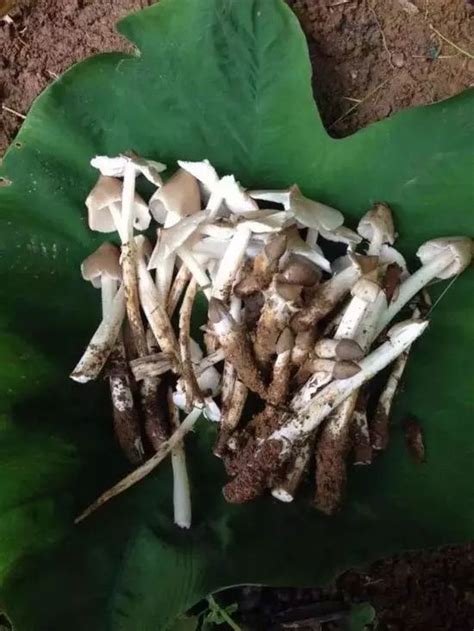 广东已有12人因采食它中毒入院！荔枝树下的这东西千万别吃。