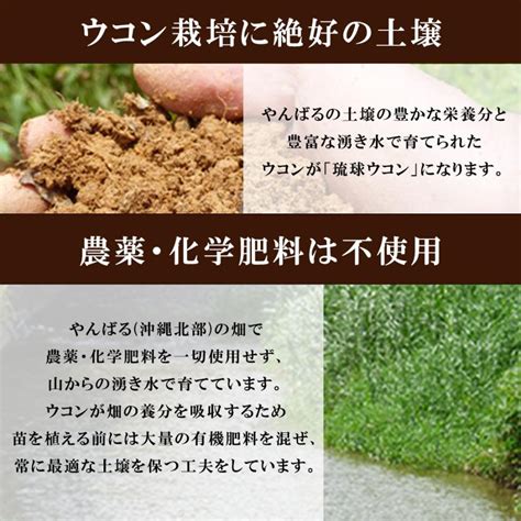 ウコン サプリ お酒ケア しまのや 公式 琉球発酵ウコン（250mg×3粒）×31包 約 1ヵ月分 沖縄県産 ウコン 春ウコン 秋ウコン 紫