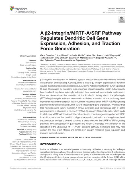 Pdf A β2 Integrin Mrtf A Srf Pathway Regulates Dendritic Cell Gene