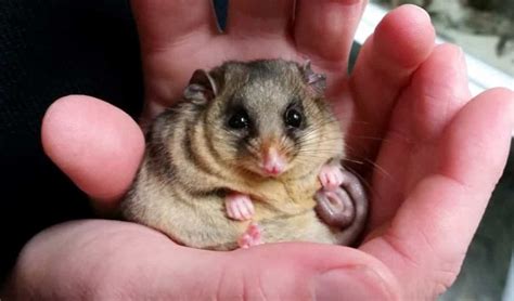Predators Of Possums In Australia At Claire Erickson Blog