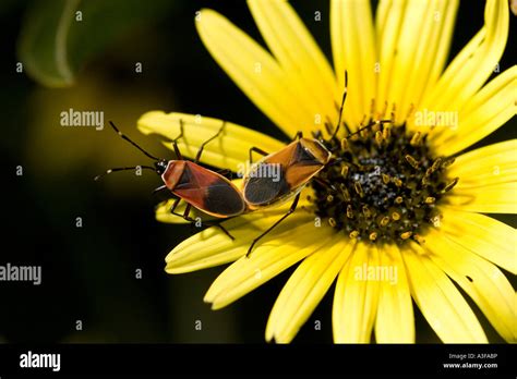 Mating Bugs High Resolution Stock Photography And Images Alamy