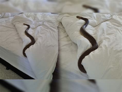 Snake In Bedroom चादर बदलायला बेडरुममध्ये गेली अन् जगातील दुसरा सर्वात