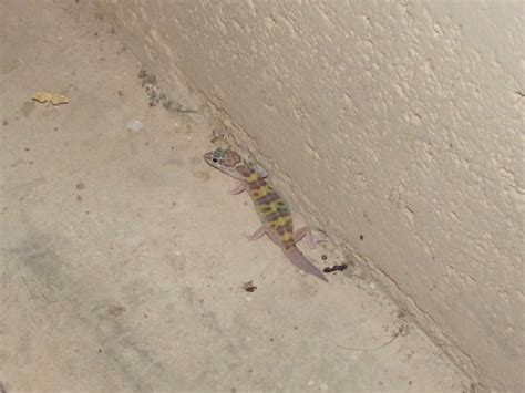 Western Banded Gecko What I Saw