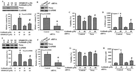 Endoplasmic Reticulum Stress Contributes To Gefitinib Induced Apoptosis