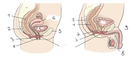 Anatomie Urologie Karteikarten Quizlet