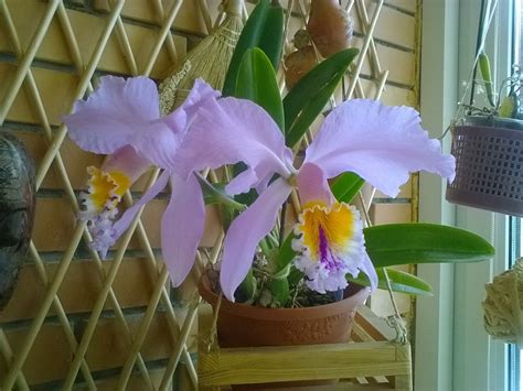 Cattleya Mossiae Cattleya Beautiful Orchids Orchids