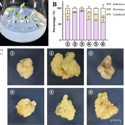 Gus Enzyme Activity Assay Of Safflower Callus Transformed By Biolistic