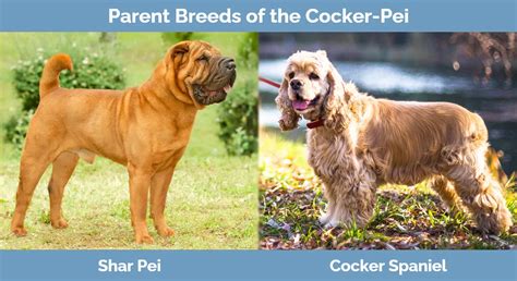 Cocker Pei Cocker Spaniel And Shar Pei Mix Info Pictures Care Guide And Facts The Vet Desk