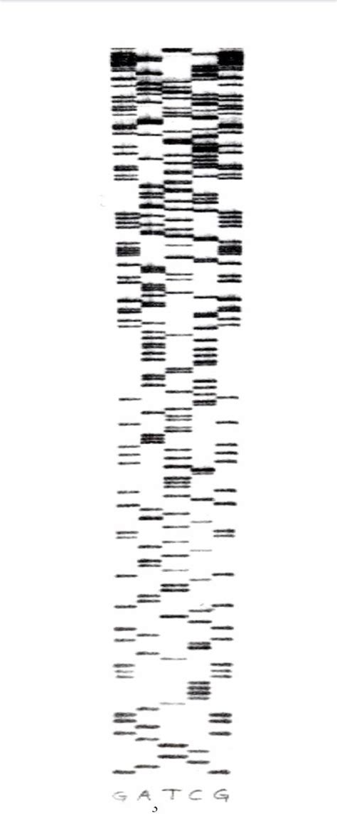Solved Dna Sequencing Sangers Dideoxy Method Sequencing Of