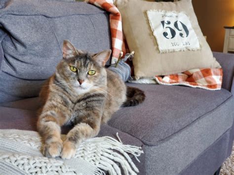 Meet Mishka The Cutest Cat Youll Ever Meet Cailey Maclean