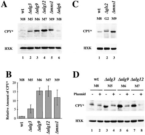 N Linked Oligosaccharide Structure Affects Degradation Of Misfolded
