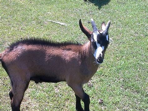 Kozlík Habrkovice Kutná Hora Prodám Chovzvířat Cz