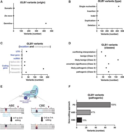 Genetic Alterations Of Glb1 A Origin Of The Glb1 Variants Somatic