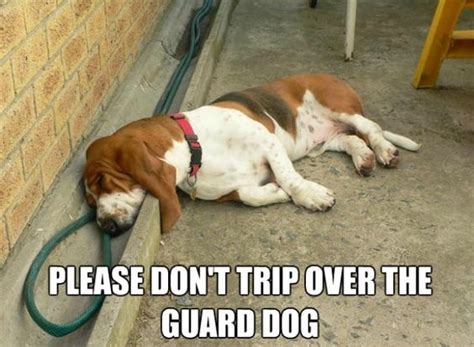 12 Best Basset Hound Memes Of All Time