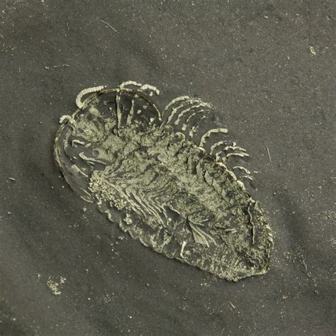 Ventrally Preserved Triarthrus Eatoni Trilobite Late Ordovician