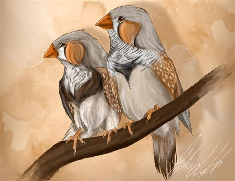 Australian Zebra Finches By Juliavictorialiebl On Deviantart