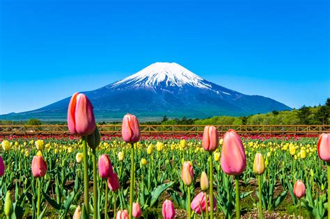 东京 富士山新仓山浅间公园／山中湖花之都公园一日游（东京出发） Live Japan 日本的旅行·观光·文化体验导览