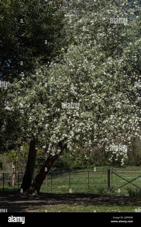 Trees Flowers Weeping Silver Pear Tree In Spring Pyrus Salicifolia