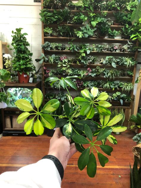 Schefflera Gold Capella A Modern Plantsman