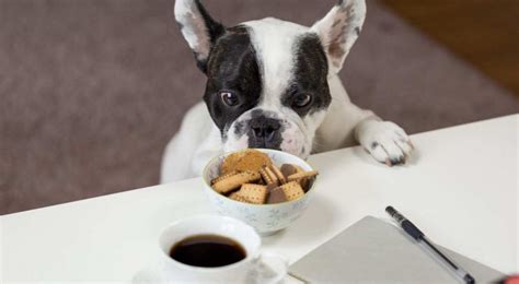 Veja 4 comidas que seu cachorro não pode comer de jeito nenhum atenção