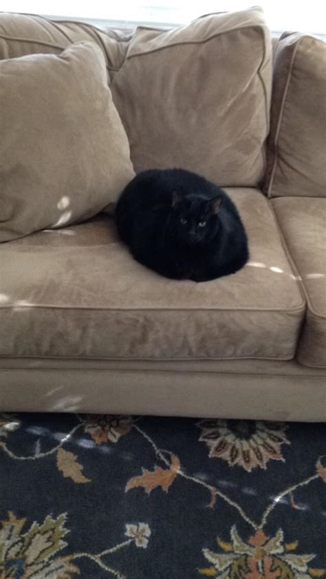 Recently Just Passed Away But He Was Quite The Chonker R