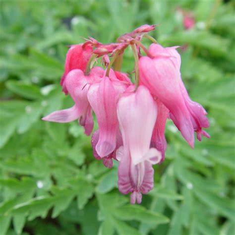 Buy Fringed Bleeding Heart At Your Local Garden Center American