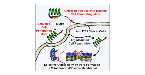 Structural Bases For The Involvement Of 41 Off
