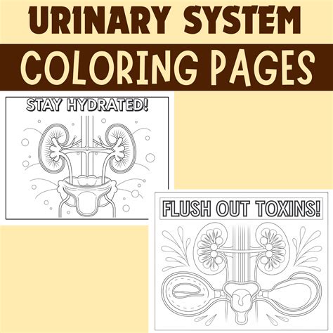 Coloring Pages Urinary System [2025]