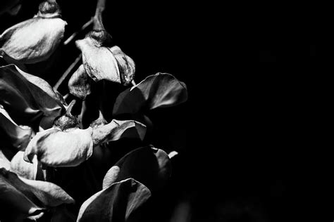 The Light And Dark Of Wisteria Photograph By Jeromy Gorman