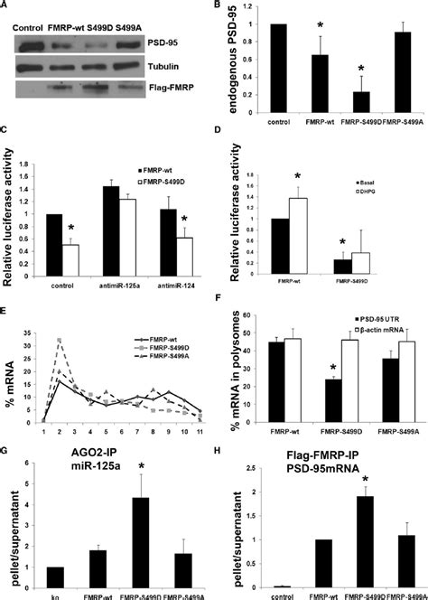 Fmrp Phosphorylation Inhibits Psd 95 Mrna Translation Through Mir 125a