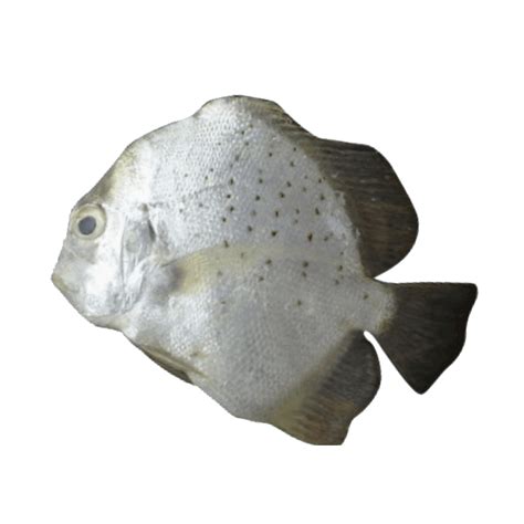 Spotted Sicklefish 斑点鸡笼鲳 Daun Baharu Hs Star International Fisheries