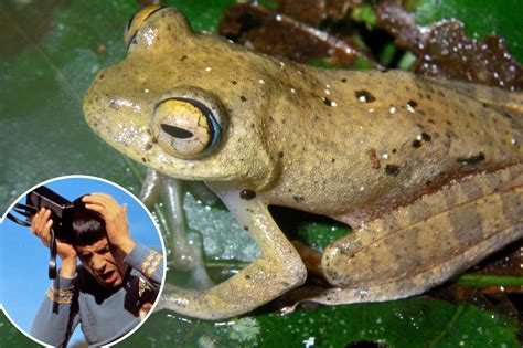 New Frog Species Chirp Like Trippy Star Trek Sound Effects Total News