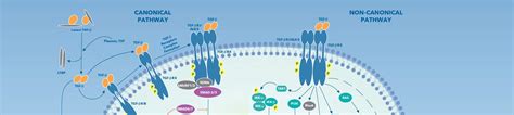 Tgf Beta Inhibitors In Nk Cells Helps Combat Cancers Bio Techne