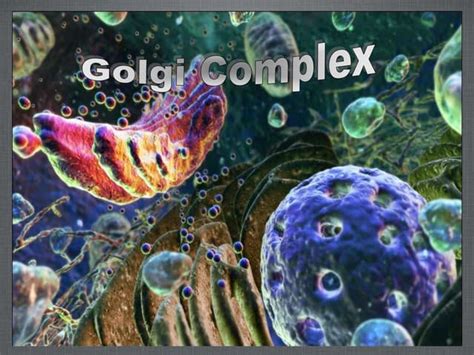Golgi Apparatus Ppt Introduction Structure And Function Pptx