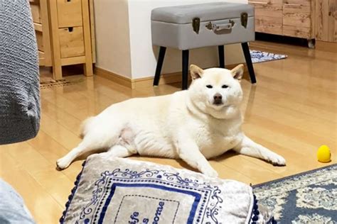 【動画】撫でてほしいけど、媚びるのはプライドが許さない！ 自然とご主人を引き寄せる柴犬さんの術 Peco（ペコ）