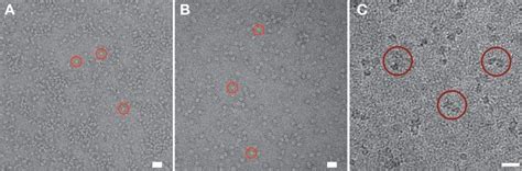 Figure S1 Related To Figure 1 And 2 Appearance Of Detergent Micelles