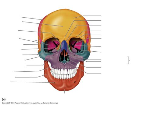 Anterior View Of Skull Labeling Colored Diagram Quiz