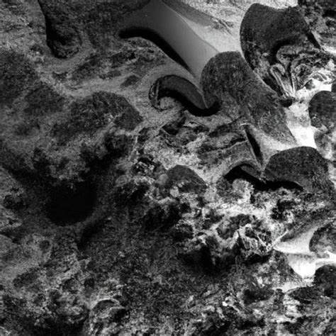 Stream Preparing For Sonic Safari By Nearest Neighbor Listen Online