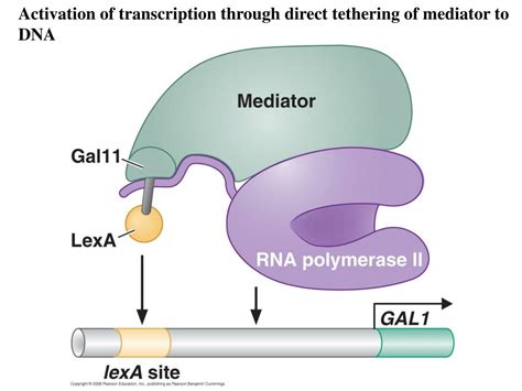 Ppt Transcriptional Regulation In Eukaryotes Powerpoint Presentation