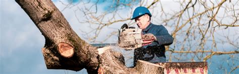 Tree Trimming Vs Pruning Martins Tree Service