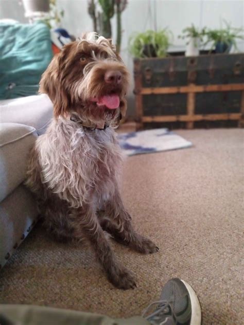 Wirehaired Pointing Griffon Puppies For Sale In Idaho