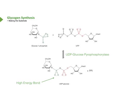 Udp Glucose Pyrophosphorylase Here