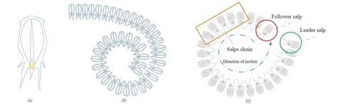 Salp Swarm Algorithm Baeldung On Computer Science