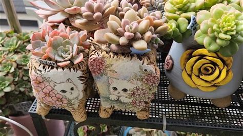 다육이가을상태 살펴보기 지난언박싱 함께해여 Youtube