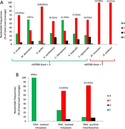 Figure 3 From Mitochondrial 16s Rrna Is Methylated By Trna