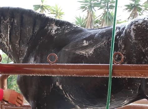 Cómo mantener en buen estado el pelaje de los caballos Caballo pro