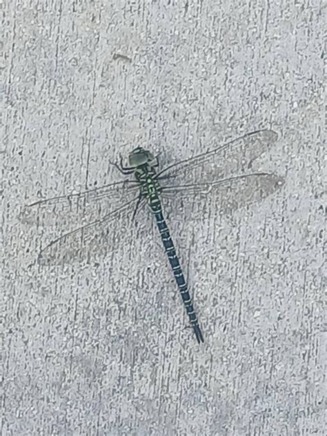 My Dragonfly By Elroachoe On Deviantart